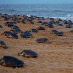 Galgibaga Beach Goa Turtle Nesting Site Secluded Coastal Escape