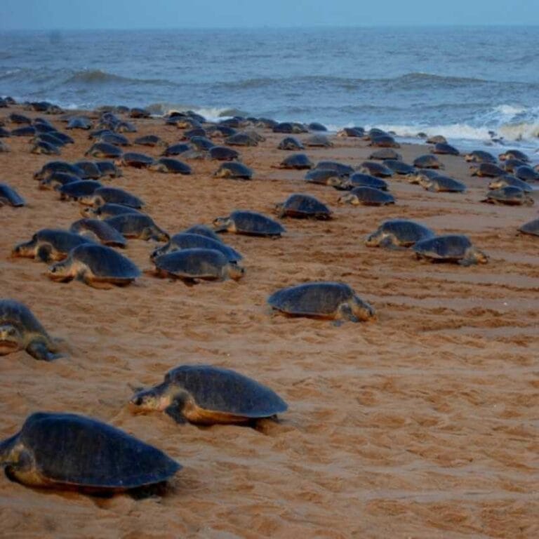 Galgibaga Beach Goa: Turtle Nesting Site & Secluded Coastal Escape